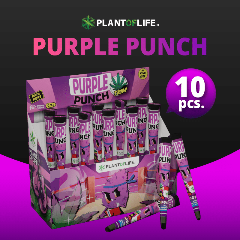 กัญชาพันลำ ดอกผสมใบ สายพันธุ์ Purple Punch | Wholesale-plantoflife-thailand